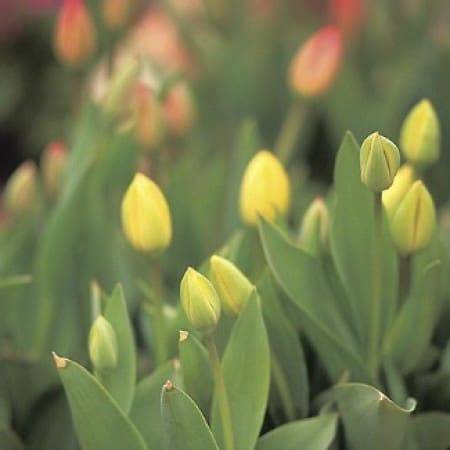 Lyme Disease in Tourette’s and Autism – ACN Latitudes