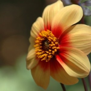 Doris Rapp, MD: True Medical Pioneer in Environmental Medicine | ACN ...